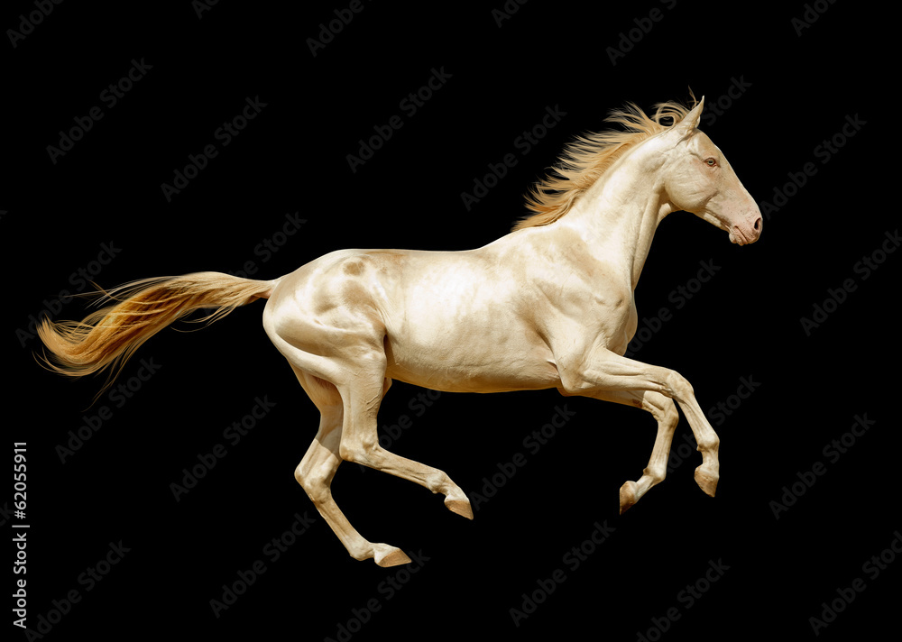 talov-horse Object Detection Dataset by Object Detection