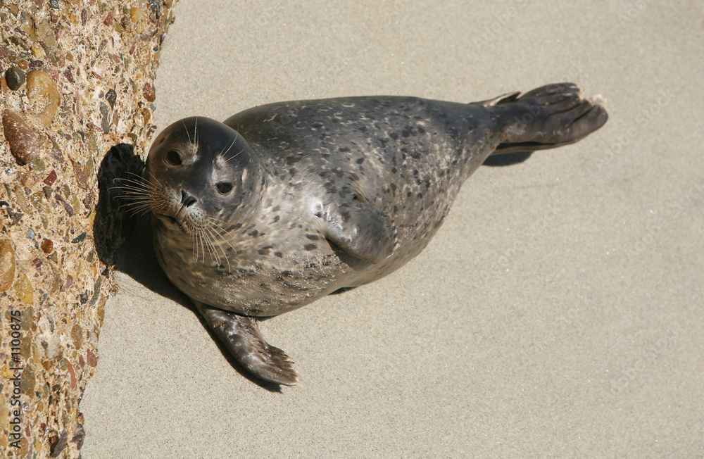 Talov Harborseal Object Detection Dataset By Object Detection