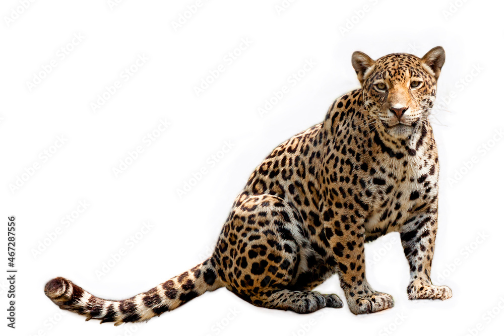 talov-jaguar Object Detection Dataset by Object Detection talov-jaguar Object Detection Dataset by Object Detection