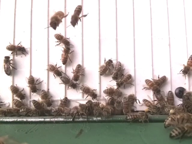 Bee Fanning Detection Object Detection Model by poke