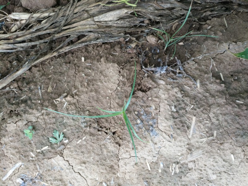 Corn Weed Object Detection Dataset By Emad Yousry