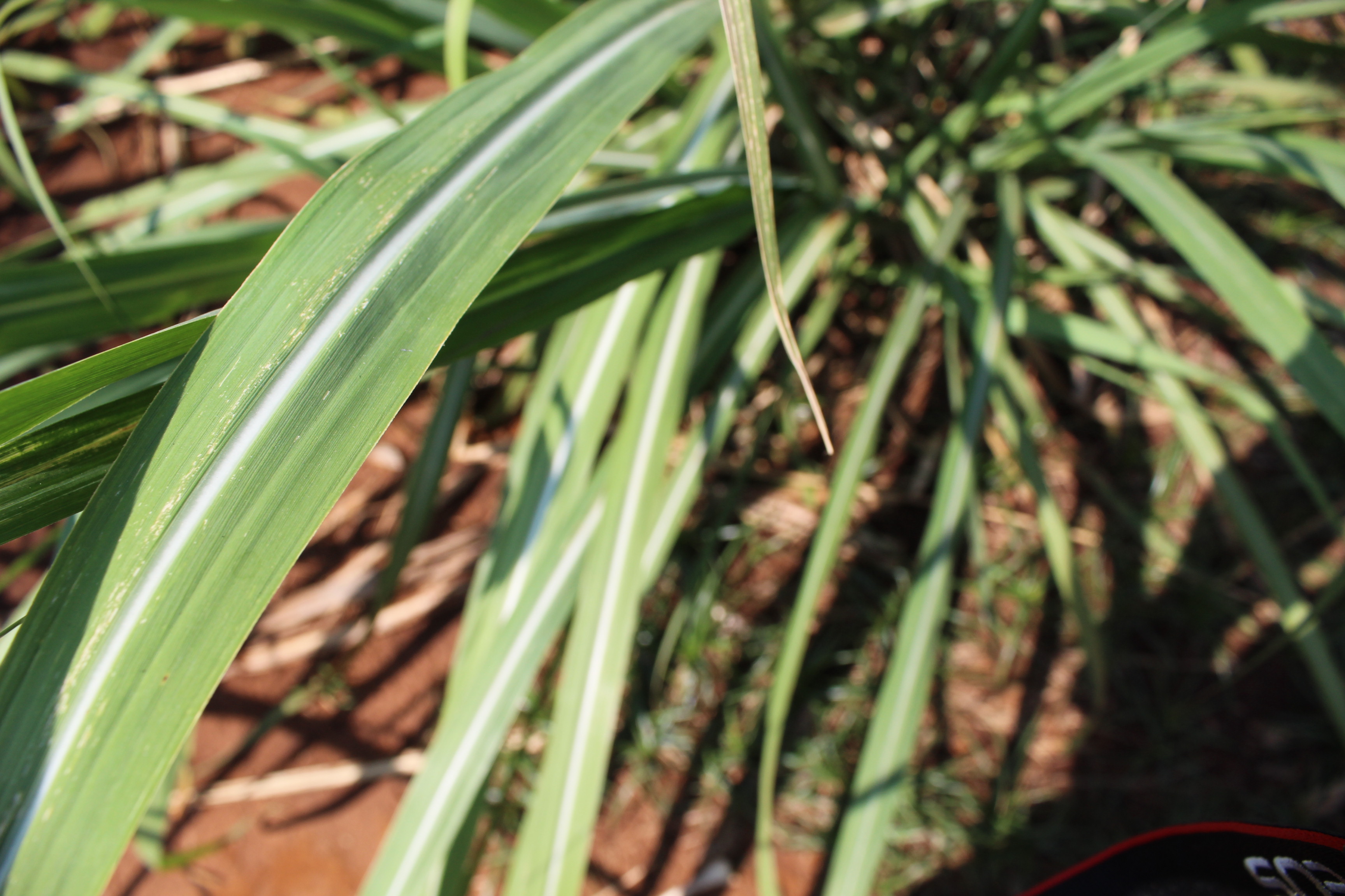 Sugarcane Eswatini Object Detection Dataset And Pre Trained Model By Uneswa