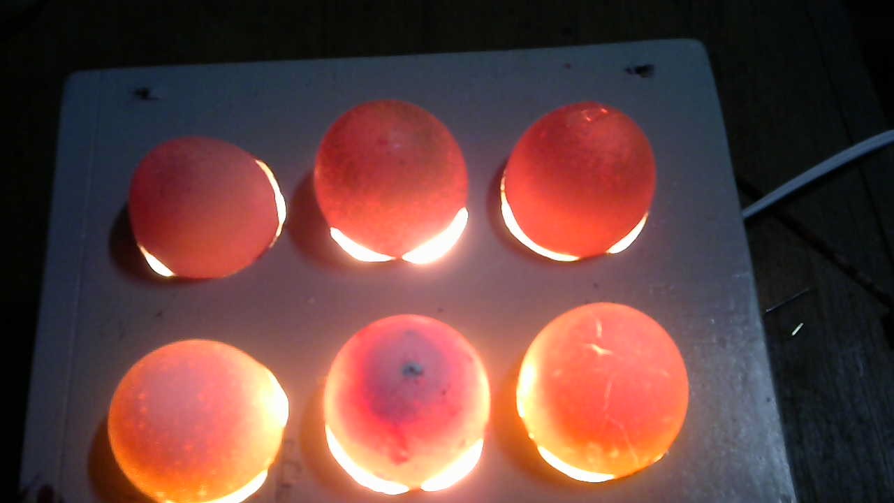 Egg Anomaly Object Detection Dataset and Pre-Trained Model by AI