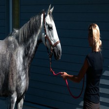 horse_dataset Object Detection Dataset (v3, 2024-05-17 9:55am) by Shukurullo Meliboev