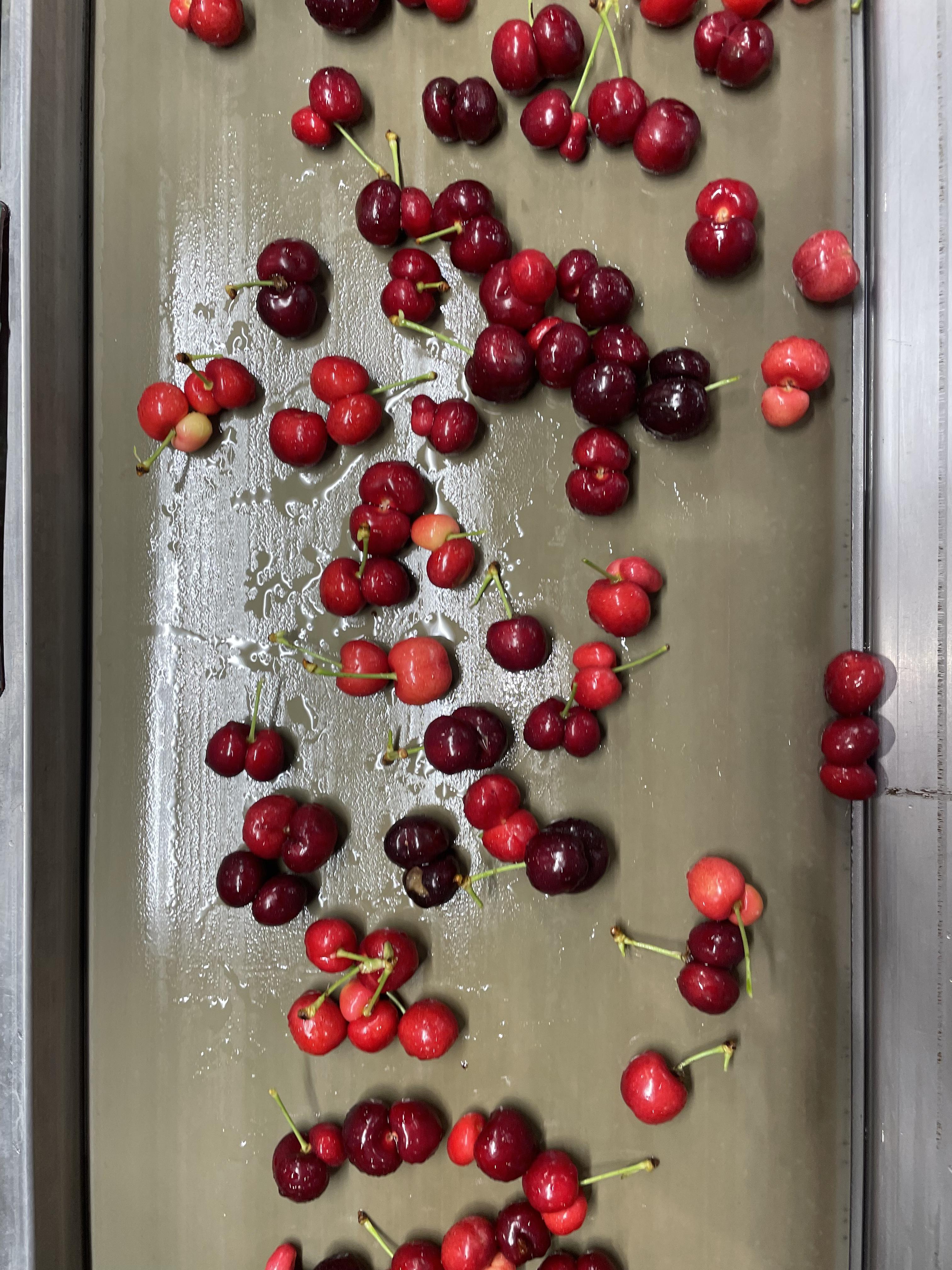 cherry_phat_ver2_4 Object Detection Dataset by BuenaFruta project