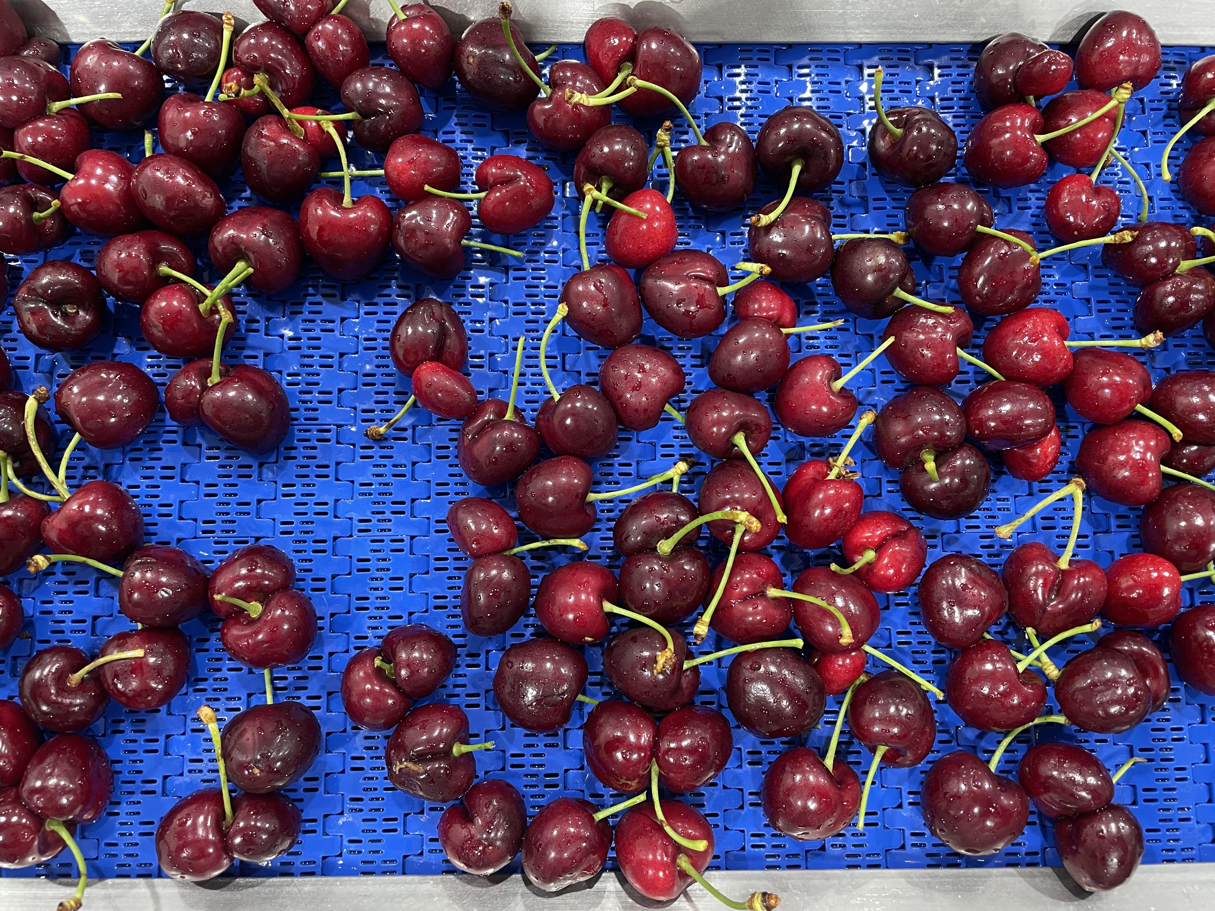 Balancedcherry Object Detection Dataset And Pre Trained Model By