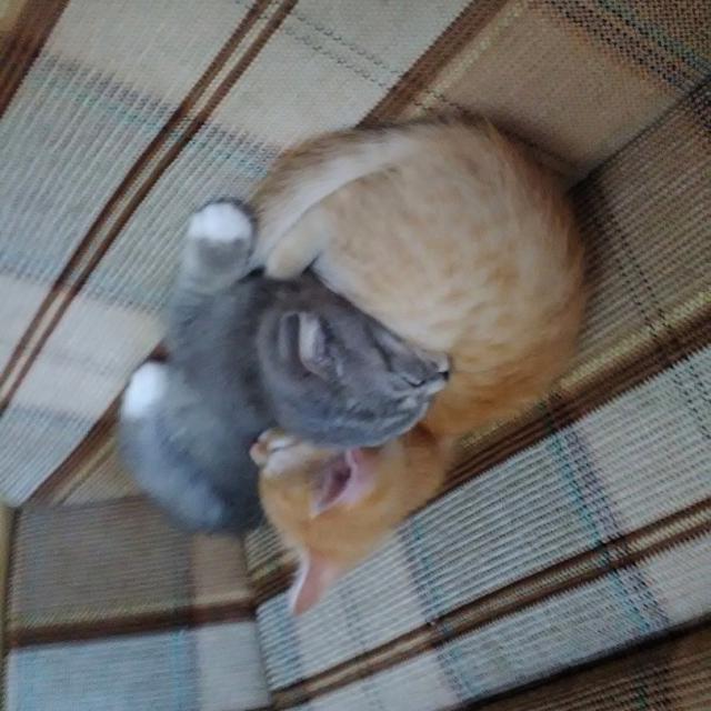 How to Use the very cat Object Detection API