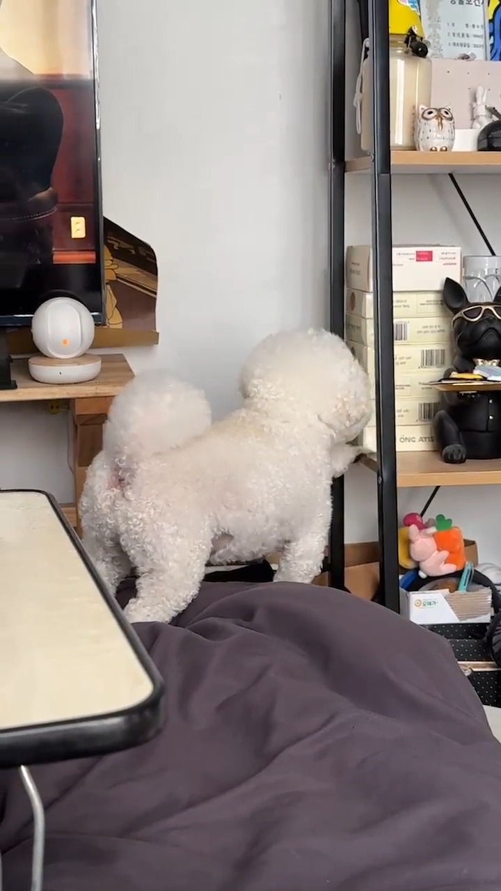 dog_move Object Detection Dataset by norang2