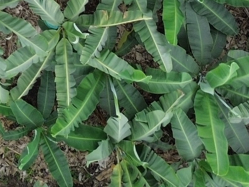 drone_disease detection Instance Segmentation Dataset and Pre-Trained Model by srghw