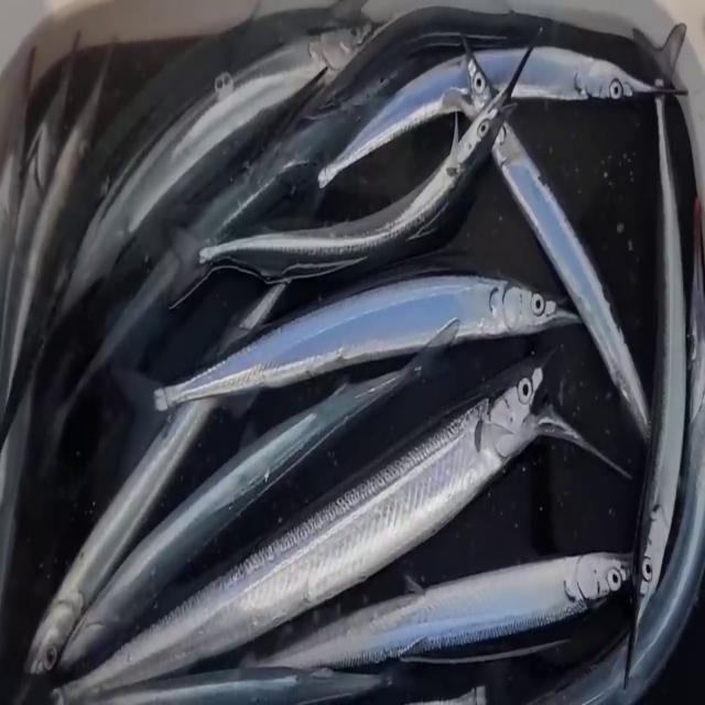 SMART SARDINA PFE Object Detection Dataset and Pre-Trained Model by MEJDEDDINE BOUKADIDA