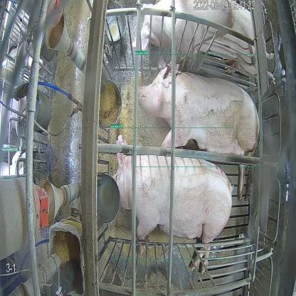 pig Keypoint Detection Dataset by zongyou CHEN