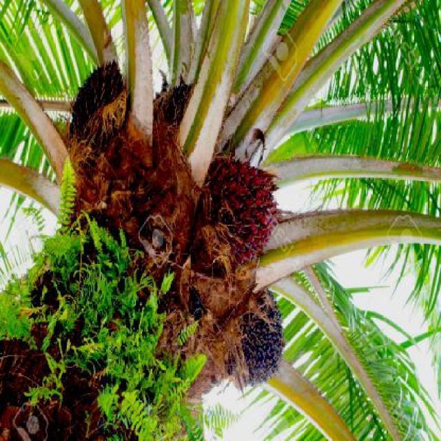 FYP ROBOFLOW Object Detection Dataset and Pre-Trained Model by WEWE