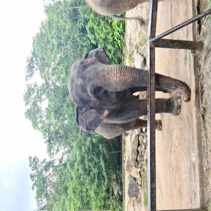 elephant detection Object Detection Model by DIgital video processing