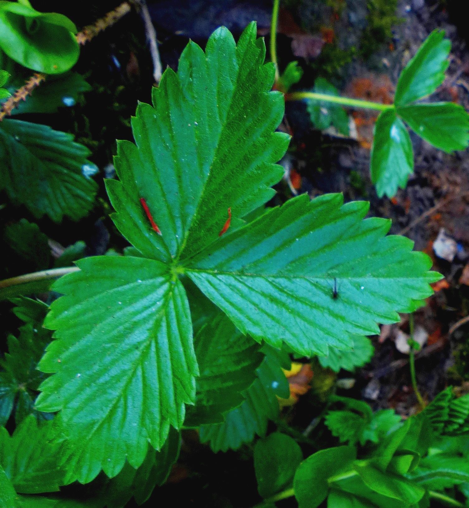 Leaf Detection Object Detection Dataset And Pre Trained Model By Trying1st