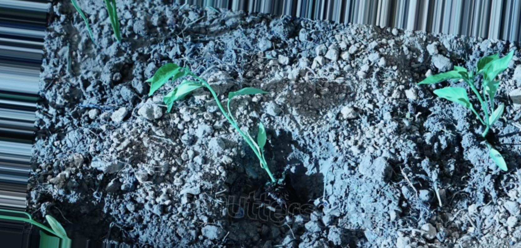 seeds Object Detection Dataset by baggage and barcode