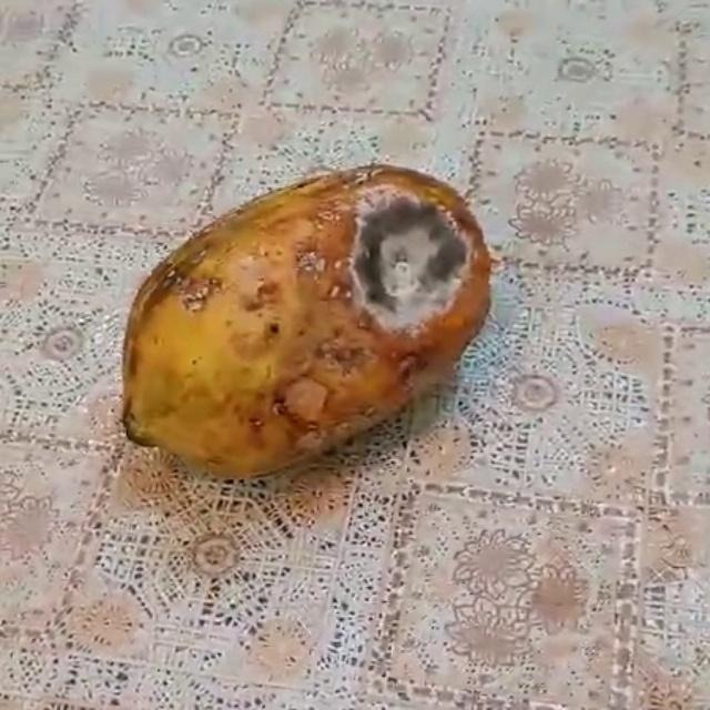 papaya Object Detection Dataset by dataset