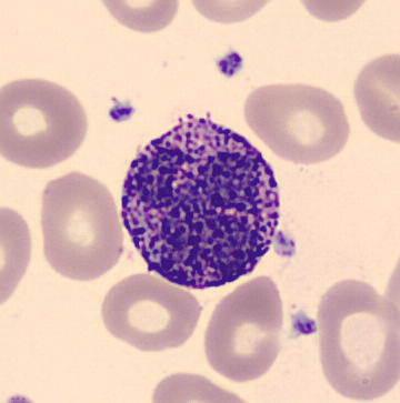 auto-generated-dataset-7 Instance Segmentation Dataset by Peking university