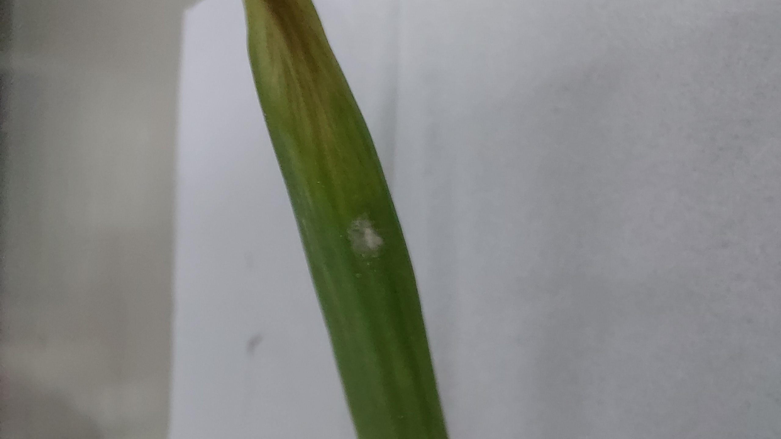 Pkm Ki Object Detection Dataset And Pre Trained Model By Deo Alif