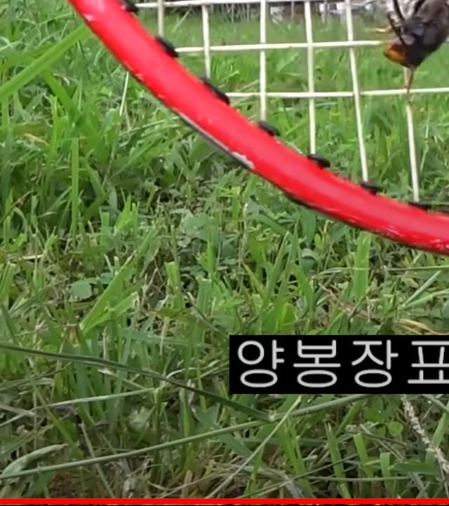 Hornet2 Object Detection Model by ddd