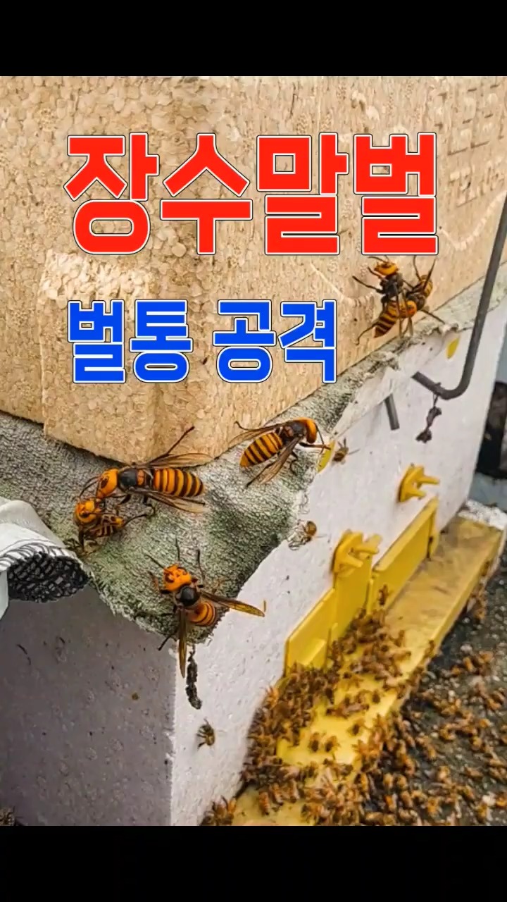 Test Object Detection Dataset by ddd