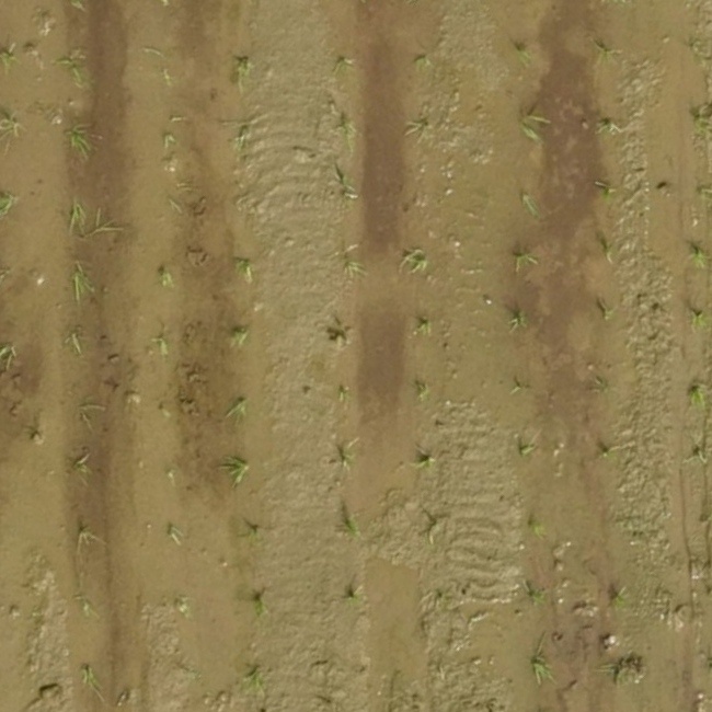 Rice Seedling Detection Object Detection Dataset By Jungwoong