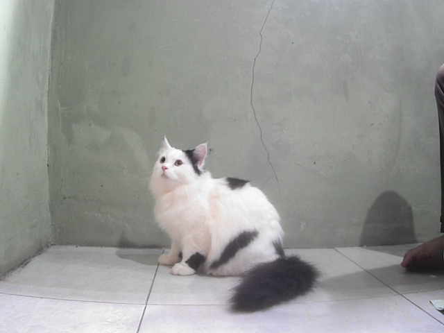 capstone-instance-segmentation Instance Segmentation Dataset by smartfeederinstancesegmentation