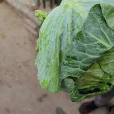 vegetable-multi-lable Classification Dataset by vegetableyolo