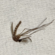 Mosquito Genus detection Object Detection Dataset and Pre-Trained Model ...
