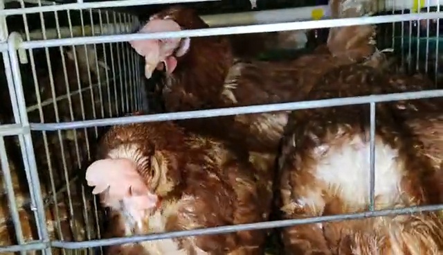 tip chicken Object Detection Dataset by Feng Xingyao