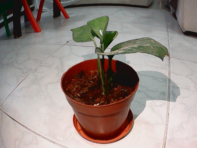 Outdoor Plant Classification Dataset and Pre-Trained Model by New WorkSpace