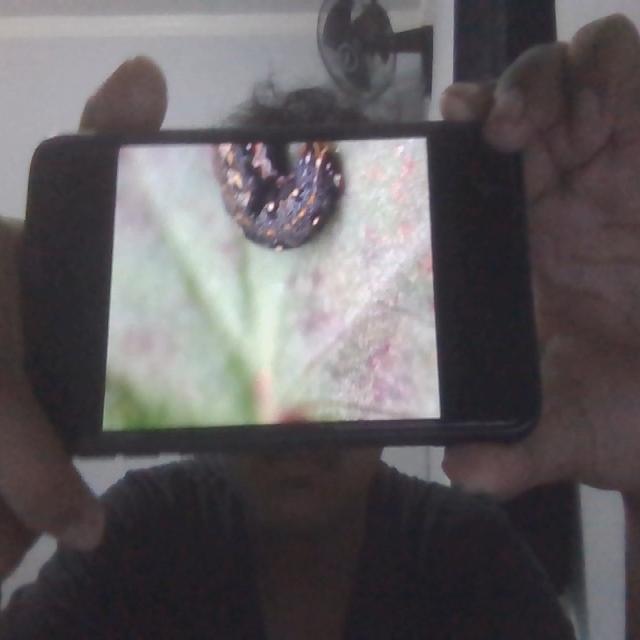 Worm_1 Object Detection Model by AI