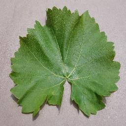 malalties Object Detection Dataset and Pre-Trained Model by Valenti TFG