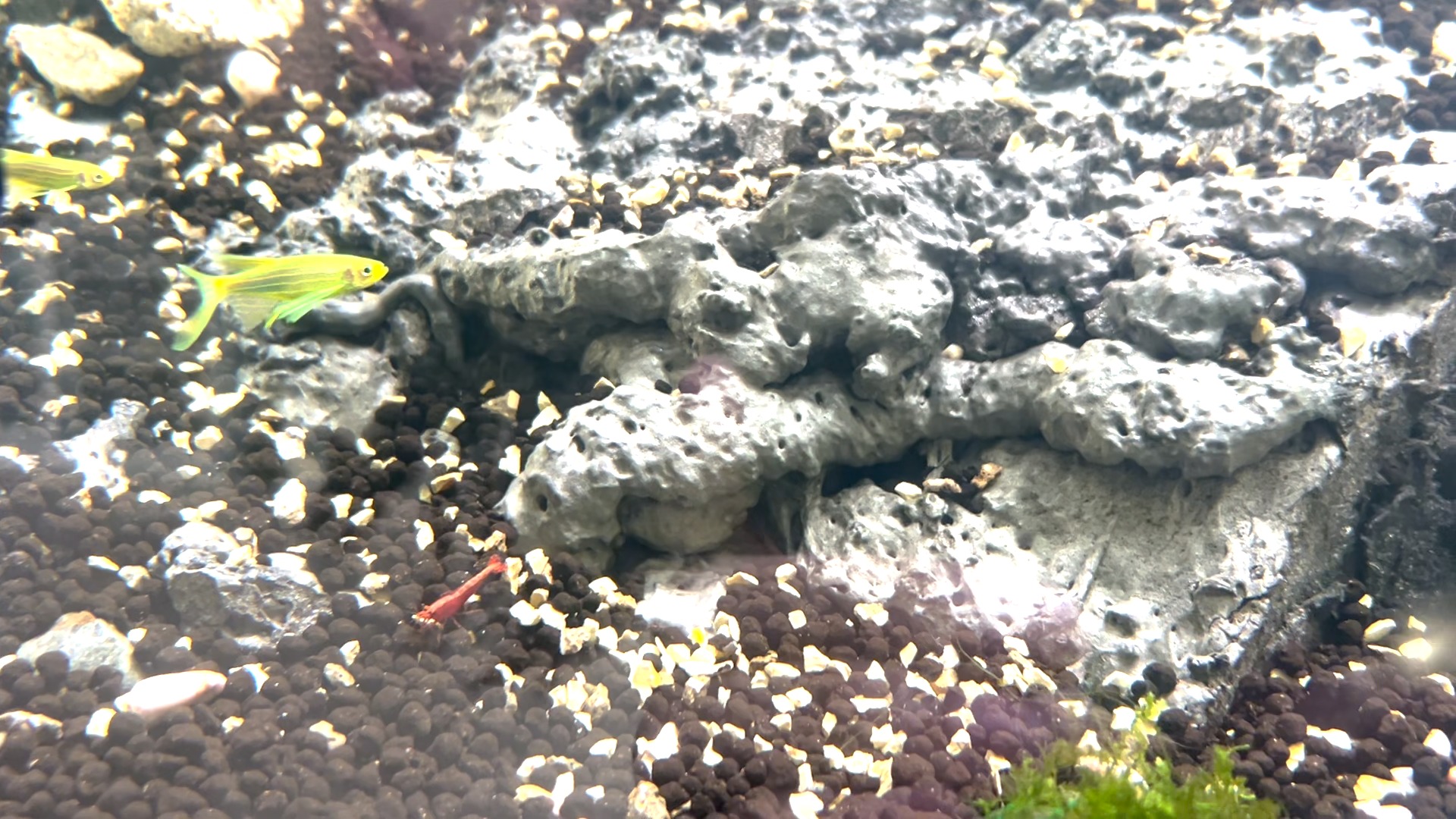 lab-turtle Object Detection Dataset and Pre-Trained Model by wei