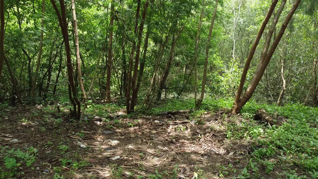 Mangrove_Detection Classification Dataset and Pre-Trained Model by Instance Segmentation