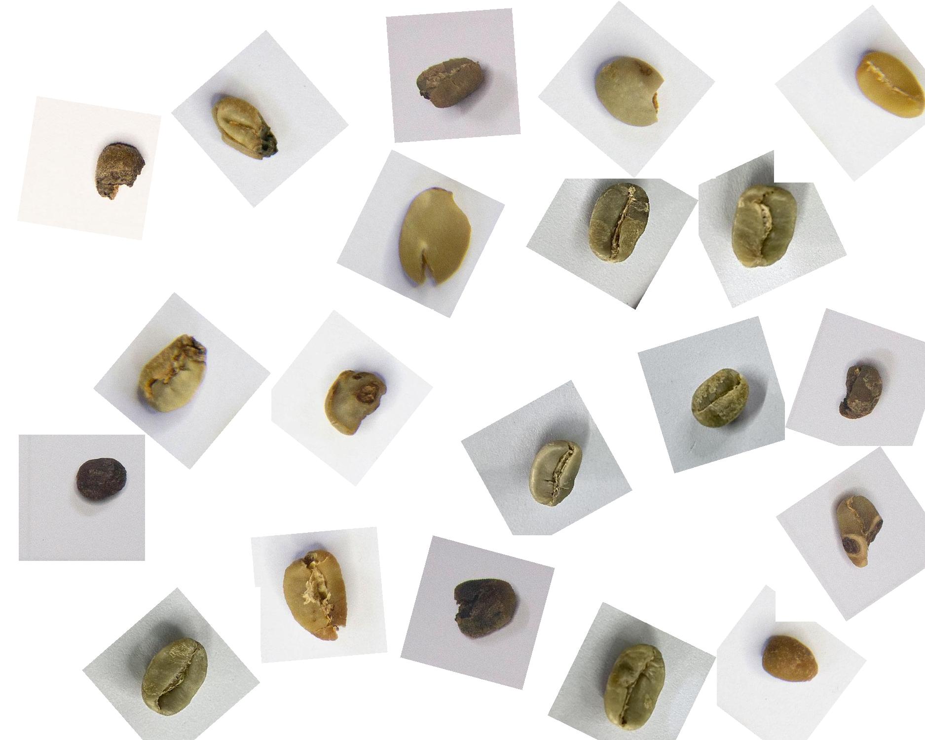 Green Coffee Beans 300 Object Detection Model by JingJing