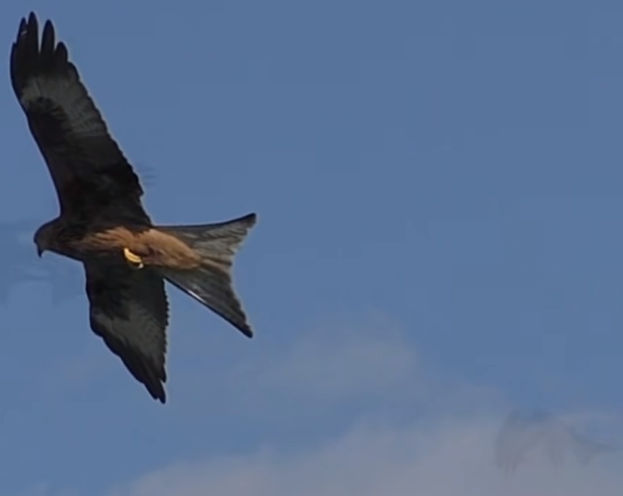 Ai Bird Detection 2 Object Detection Dataset And Pre Trained Model By