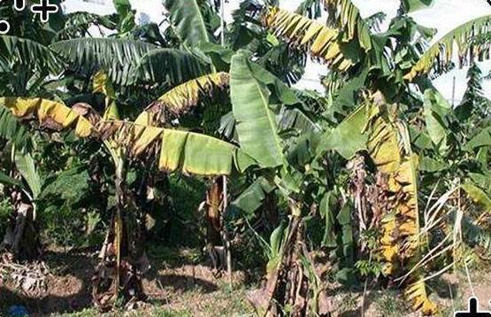 snapped-leaf-detect Object Detection Dataset by panamawiltdetection