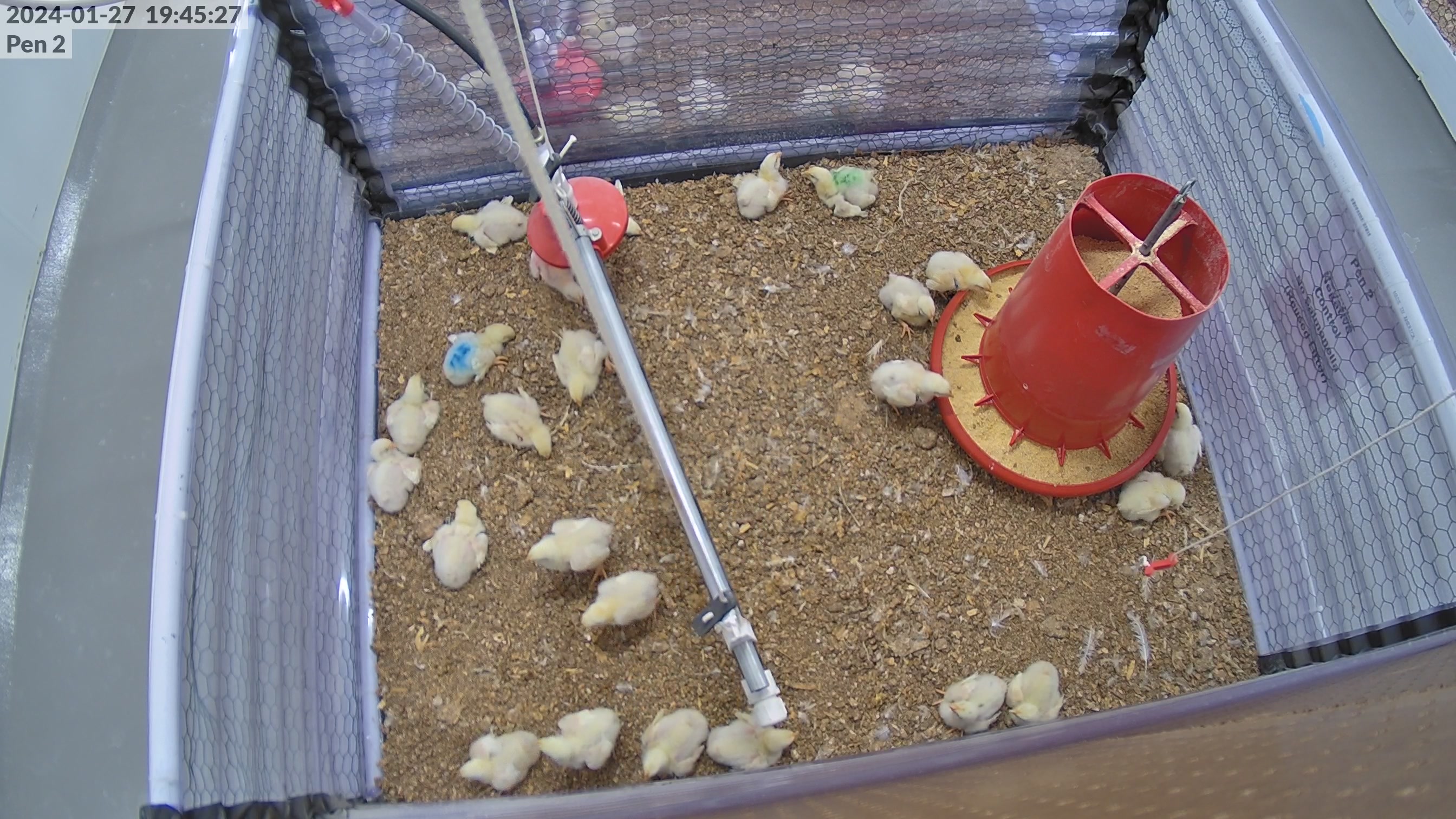 chicken-detection-project Object Detection Dataset by hen detection