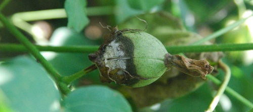 Cotton boll disease classification Object Detection Model by Machine ...
