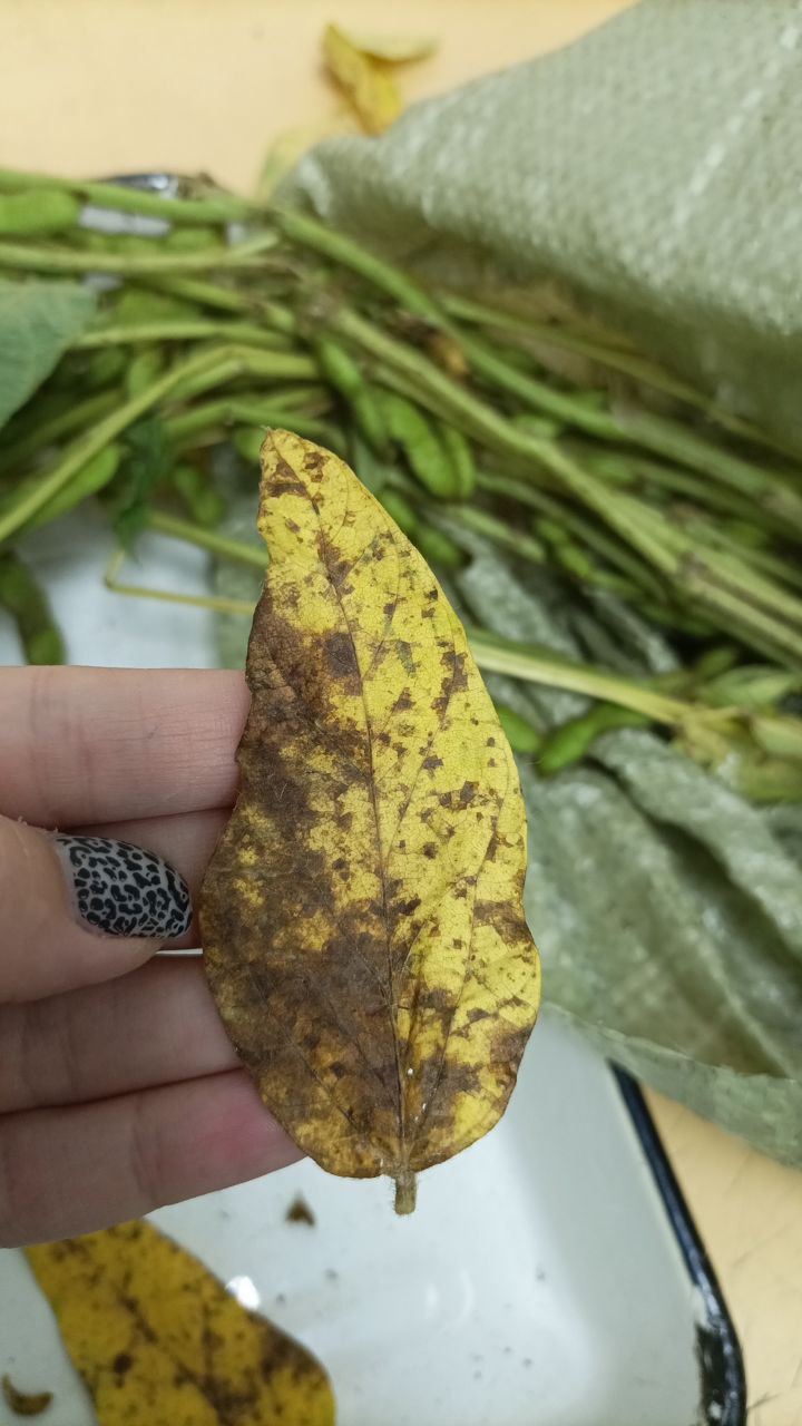 soy Instance Segmentation Dataset by SoyLeaf