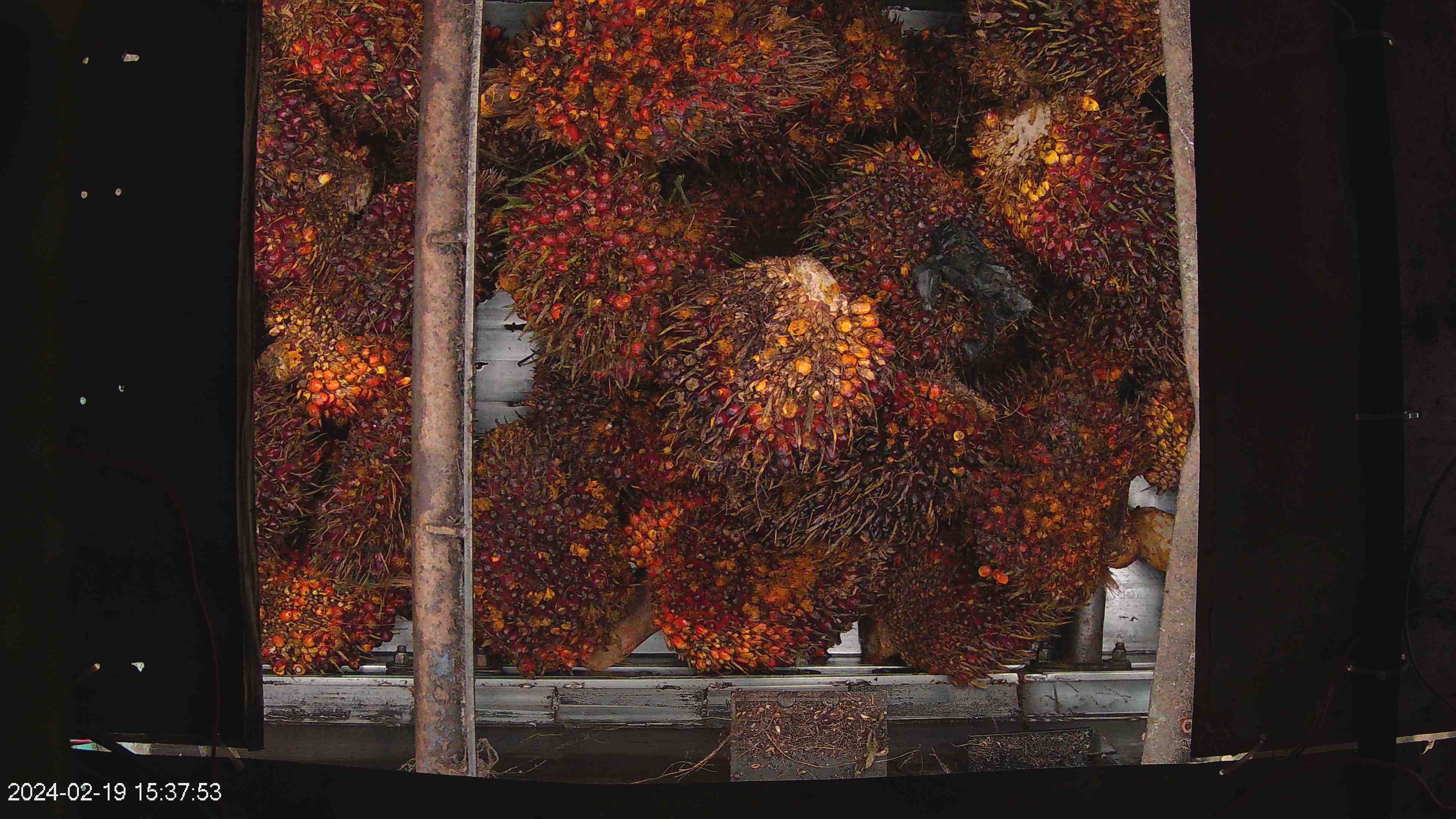 Fbb Object Detection Dataset And Pre Trained Model By Ffb Conveyor