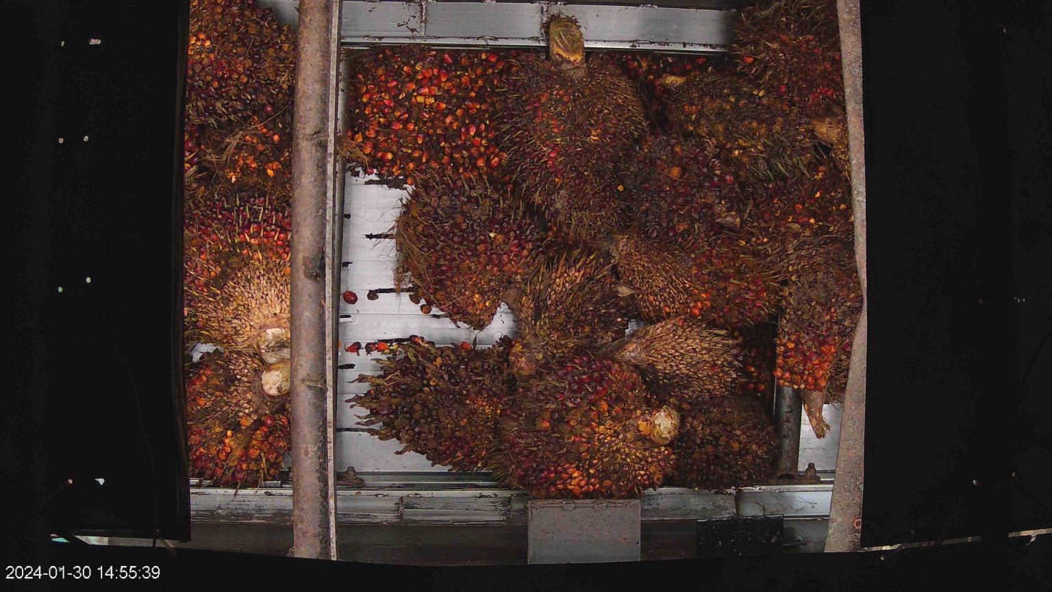 FBB Instance Segmentation Dataset by FFB conveyor