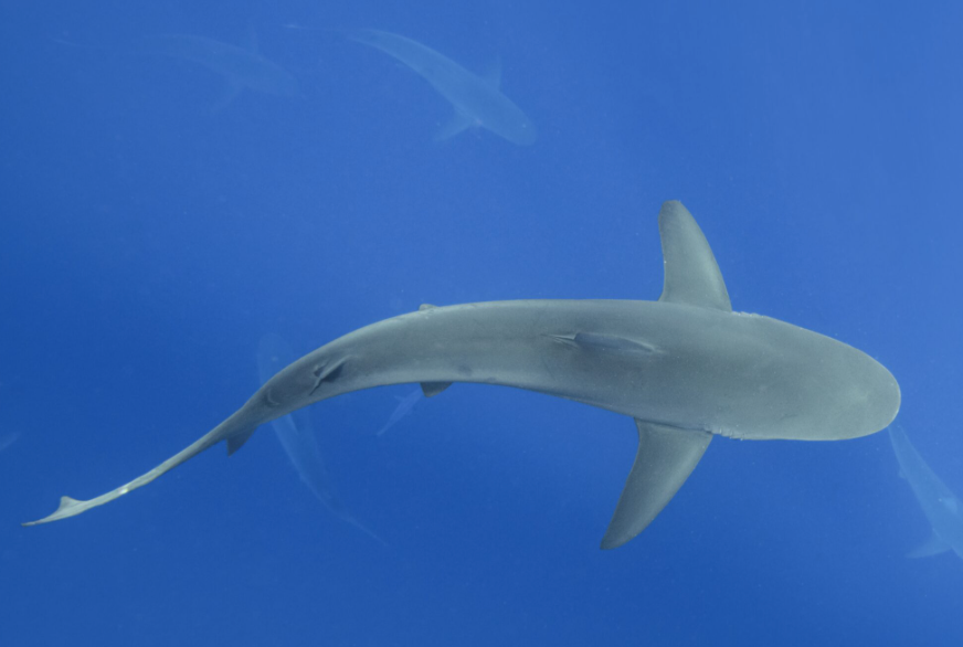 Uav Shark Detection Object Detection Dataset By Princeton University