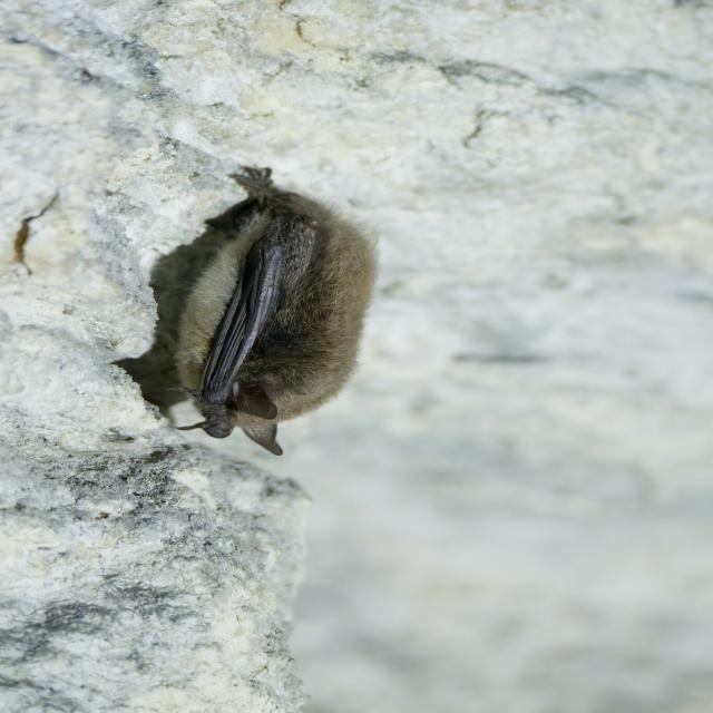 total_bat_segmentation Instance Segmentation Dataset by batannotation