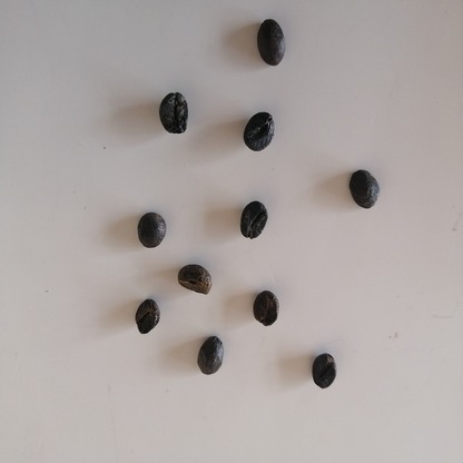 CLASSIFIED COFFEE BEANS Object Detection Dataset by Green Coffee Beans