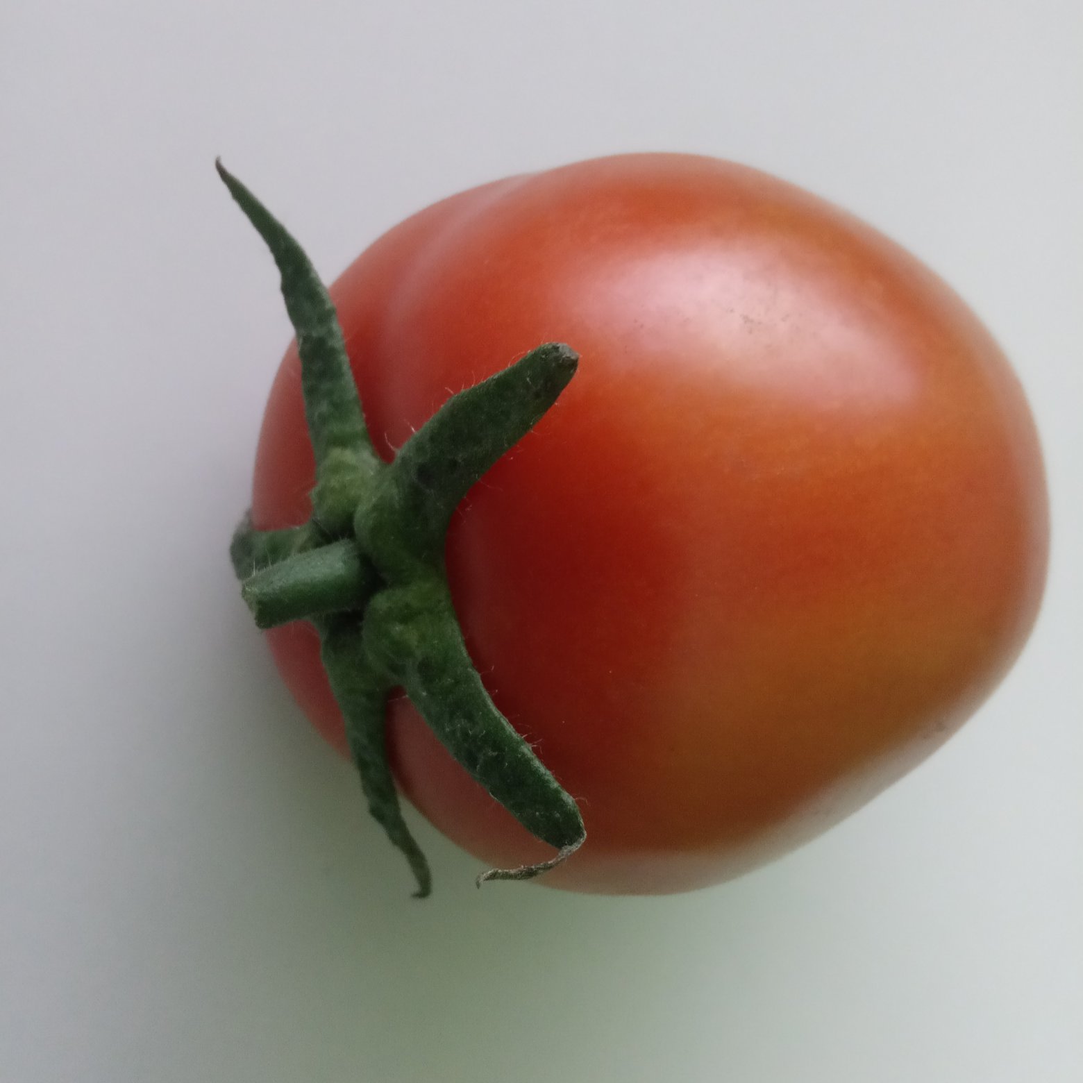 TOMATO FINAL UNET Semantic Segmentation Dataset by SMARTGREENFARM