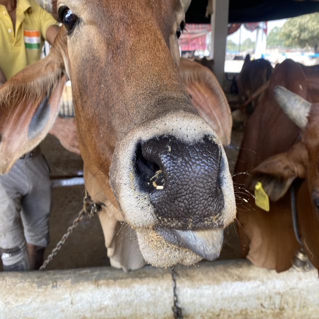 Cow Detection Using Cows Muzzle Object Detection Model By Ajax Cyberpunk