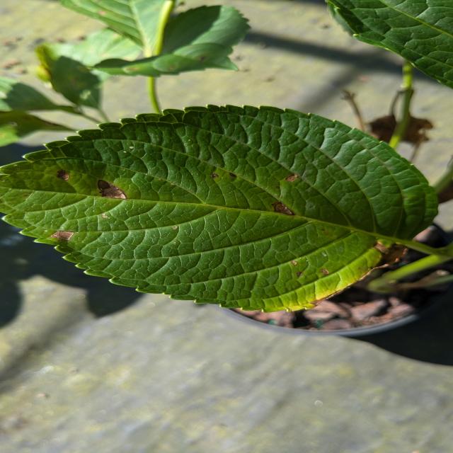 Leaf spot disease Instance Segmentation Dataset by ugalab