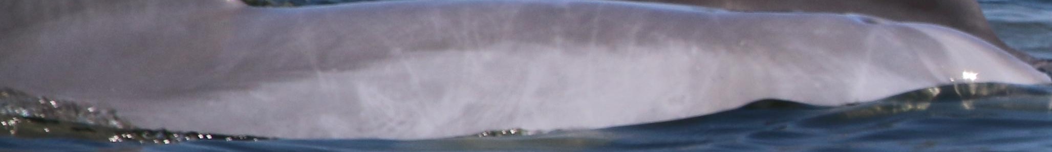 Body Rake Marks Object Detection Model By Pcdp New