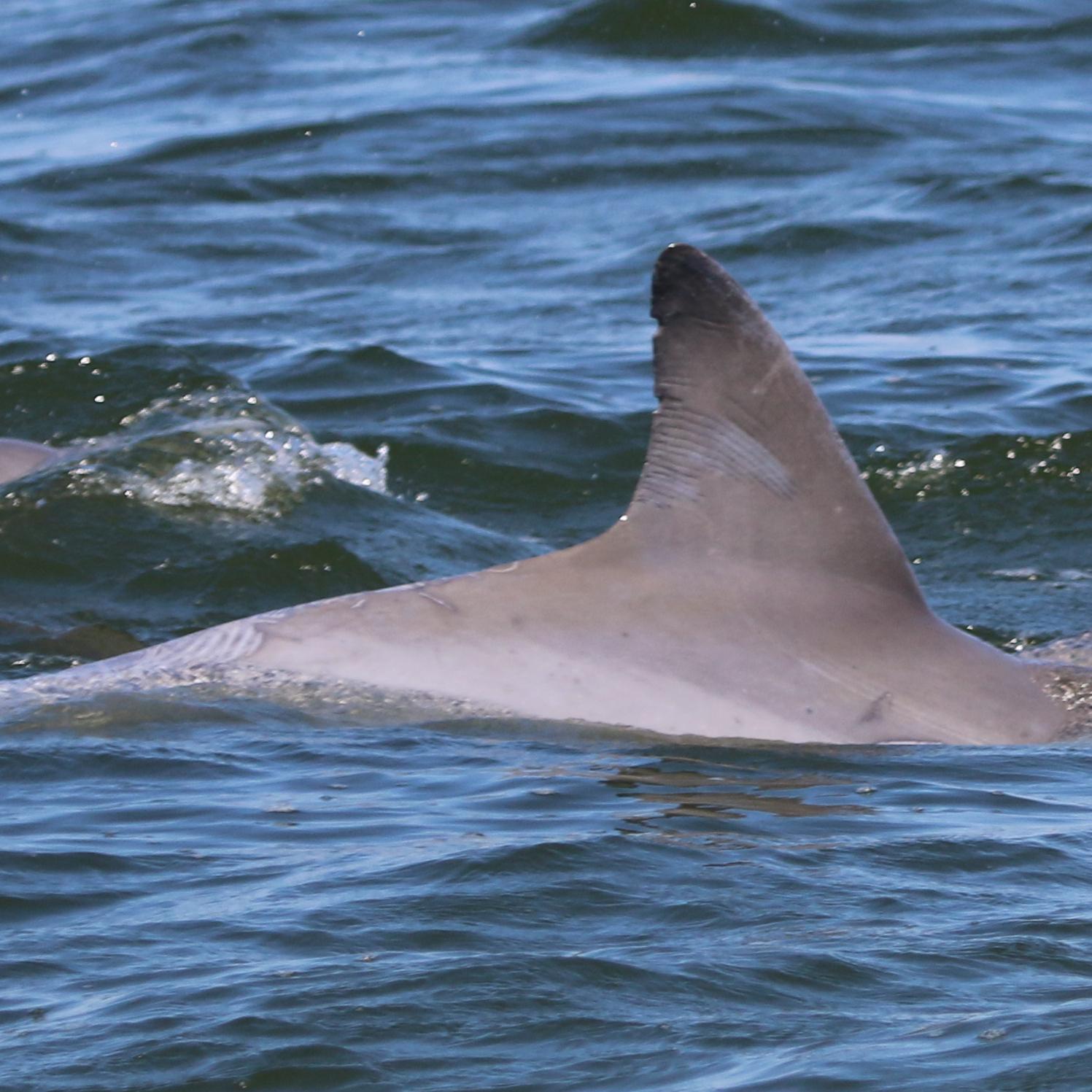 Lesion Detection Pcdp Object Detection Dataset By Pcdp New